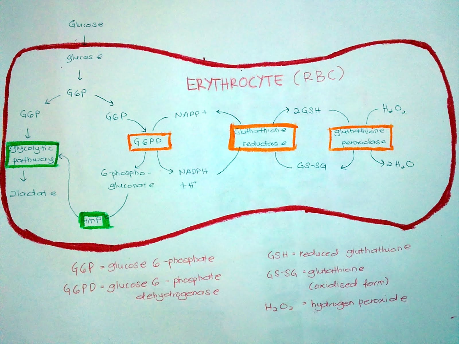 LIVE ur LIFE with EXPERIENCES: G6PD DEFICIENCY