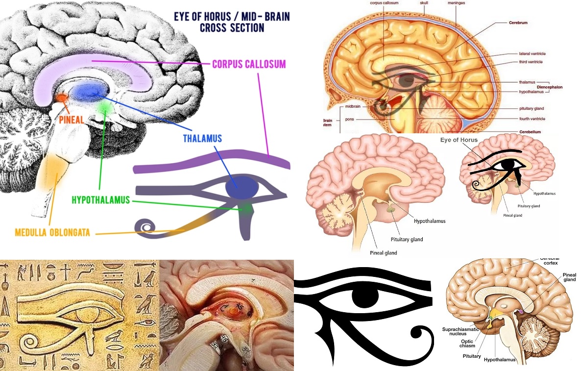 Luego, Hathor fue corriendo a ver a la Enéada y les dijo: