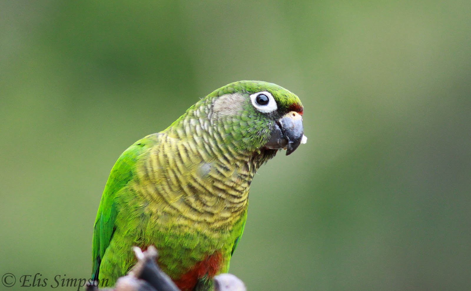 Rick Simpson Birding: Gallery