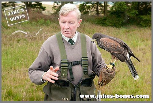 Learning how to handle a Harris Hawk : Jake's Bones