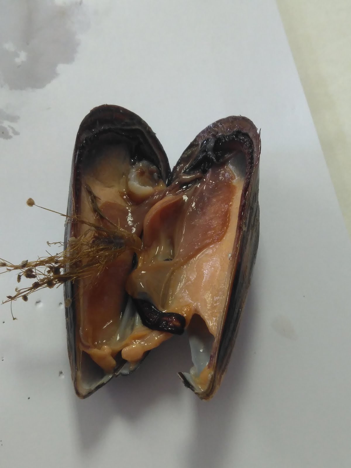 Biología y Anatomía 1BACH: Disección de mejillón