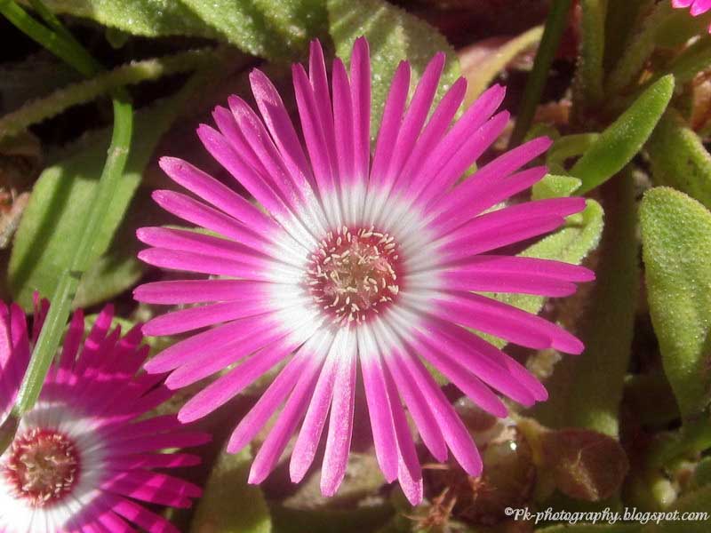 Livingstone Daisy | Nature, Cultural, and Travel Photography Blog