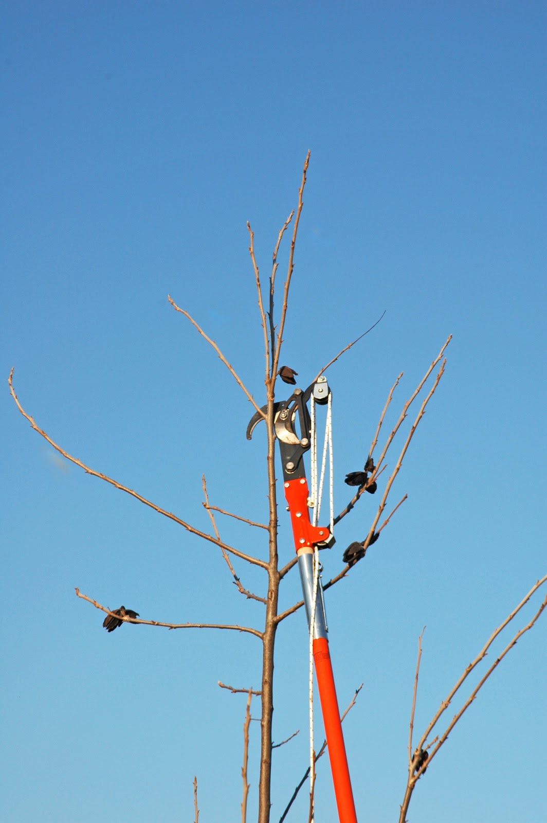 Northern Pecans: Promote a central leader