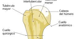 OSTEOLOGíA DE MIEMBRO SUPERIOR: HÚMERO
