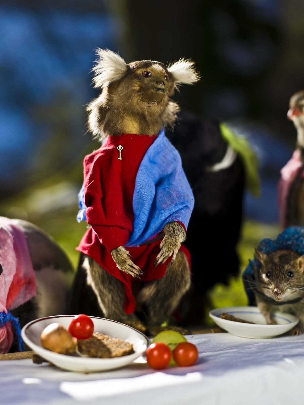 The Miracles of Monkey | João Carlos Photo & Videographer