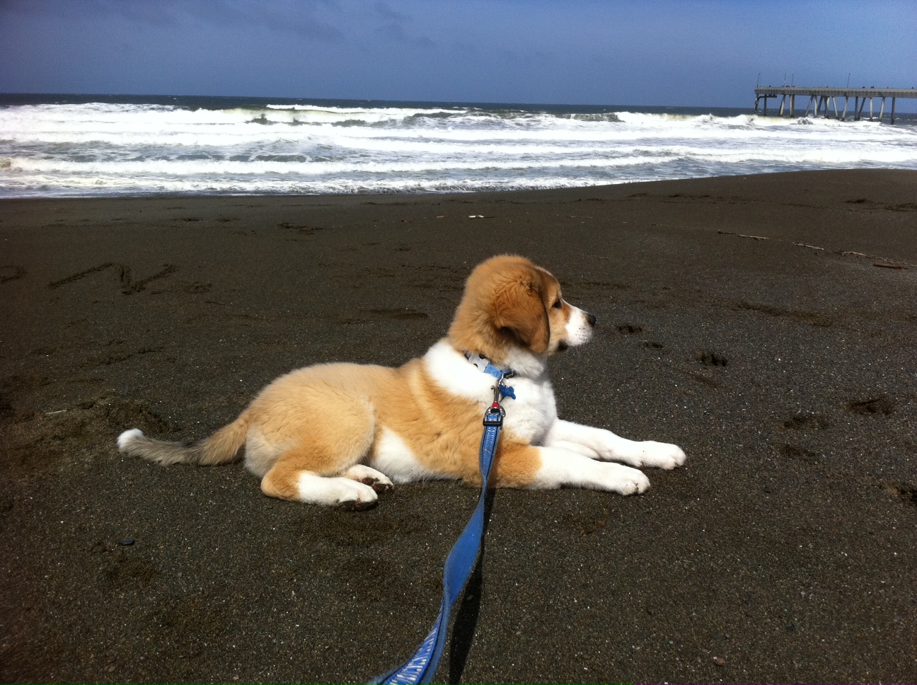 A Swissneese in San Francisco