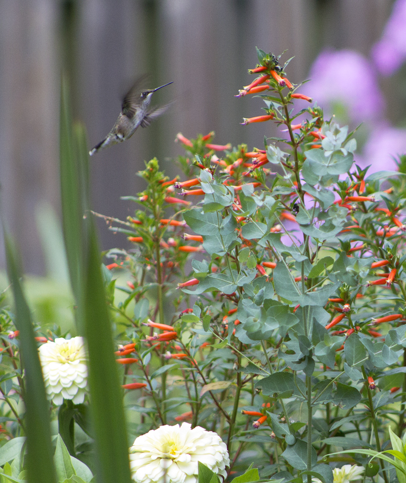 HOW TO GROW A HUMMINGBIRD HAVEN - gardenpicsandtips.com