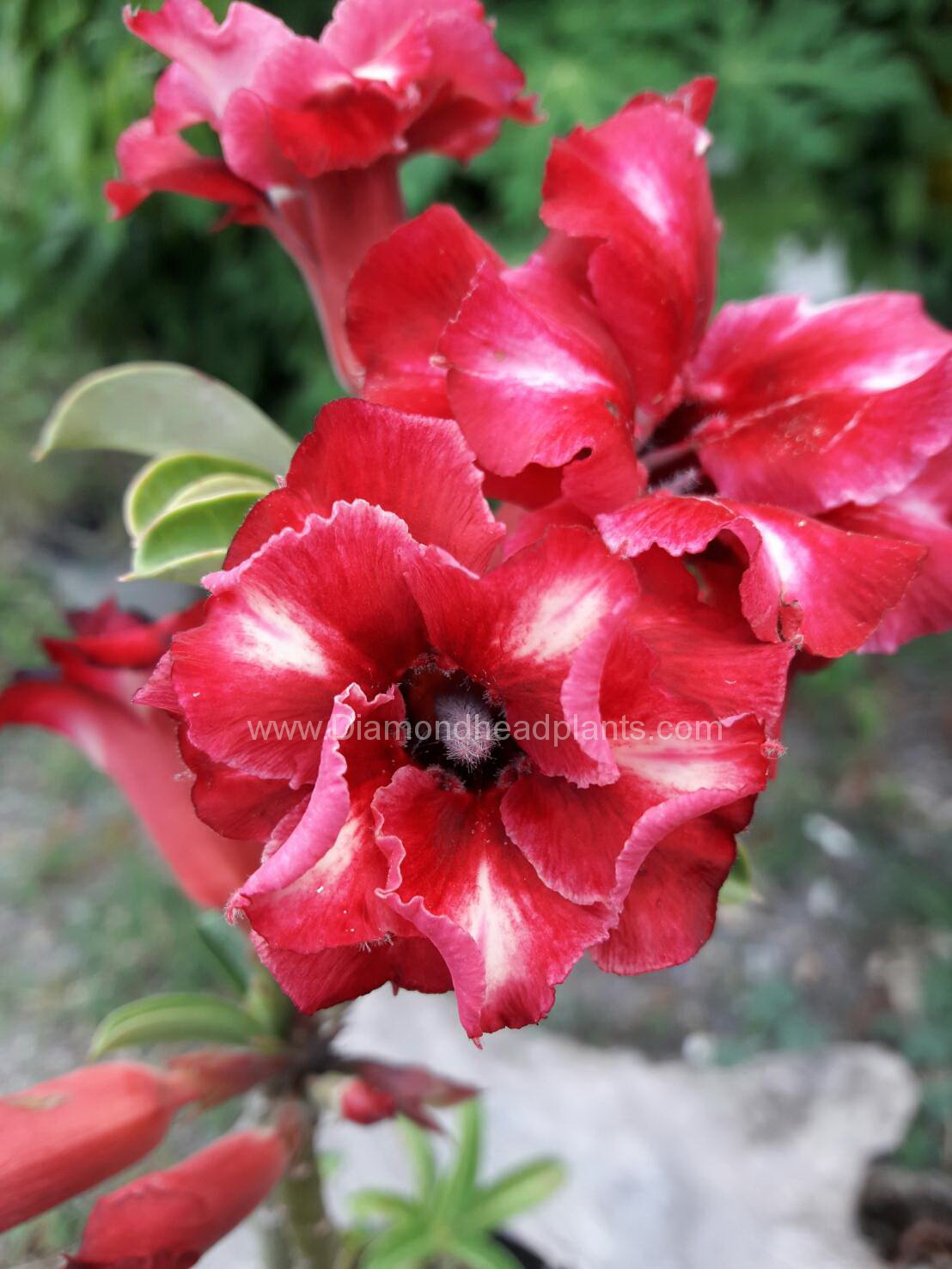 Adenium: New Adenium Catalog 2018-2019