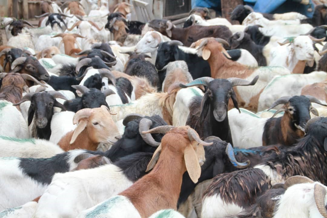 Tabaski pour tous : La Fondation Al-Ihsane fait don de béliers aux ...