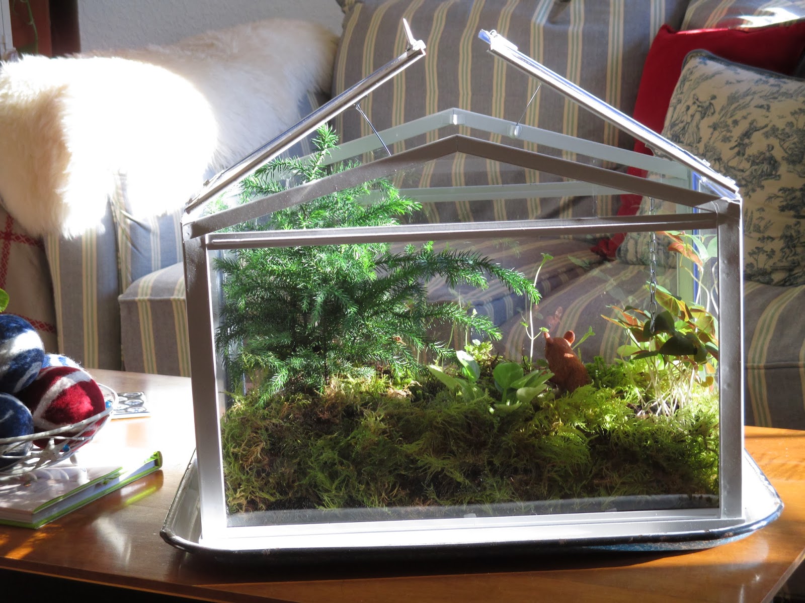 From Cedar Pond to Laughing Dove Farm : Terrariums ~ Part 2 ( An ...