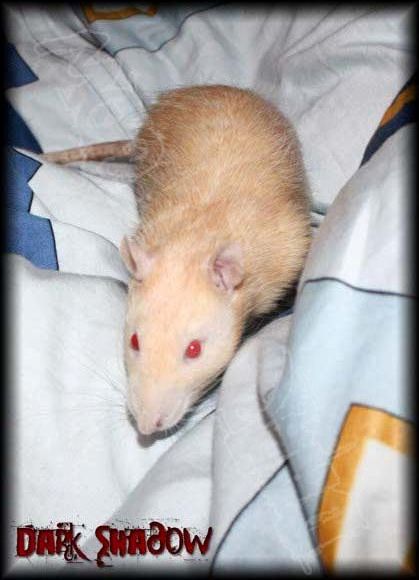 ANTONIO-LOZANO: Colores de las ratas