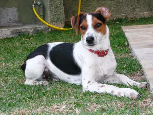 Cães & Cães: Fox Paulistinha - 04 (Terrier Brasileiro)