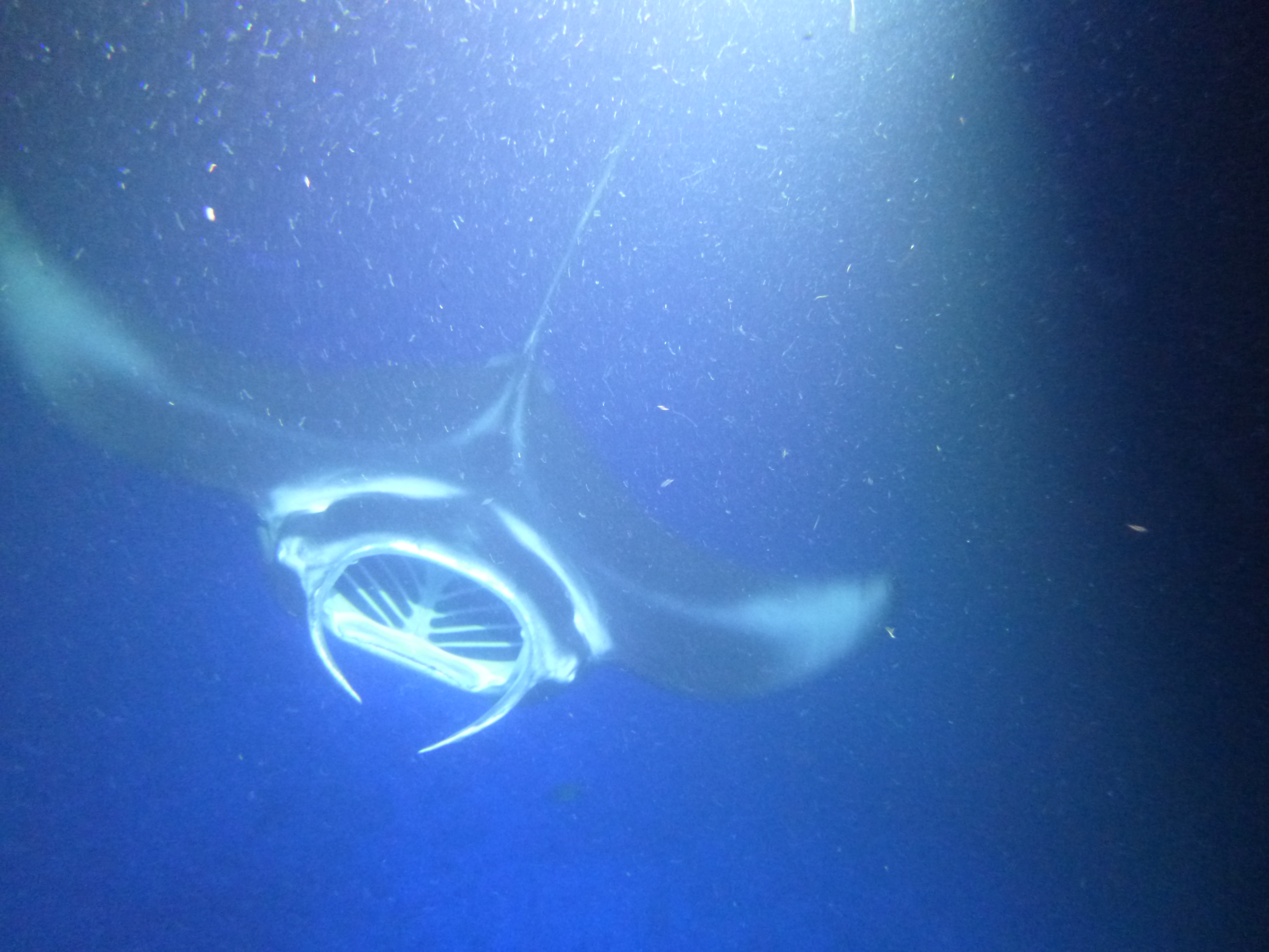overyourhead: Night Swimming with Manta Rays... Flying sea monsters ...