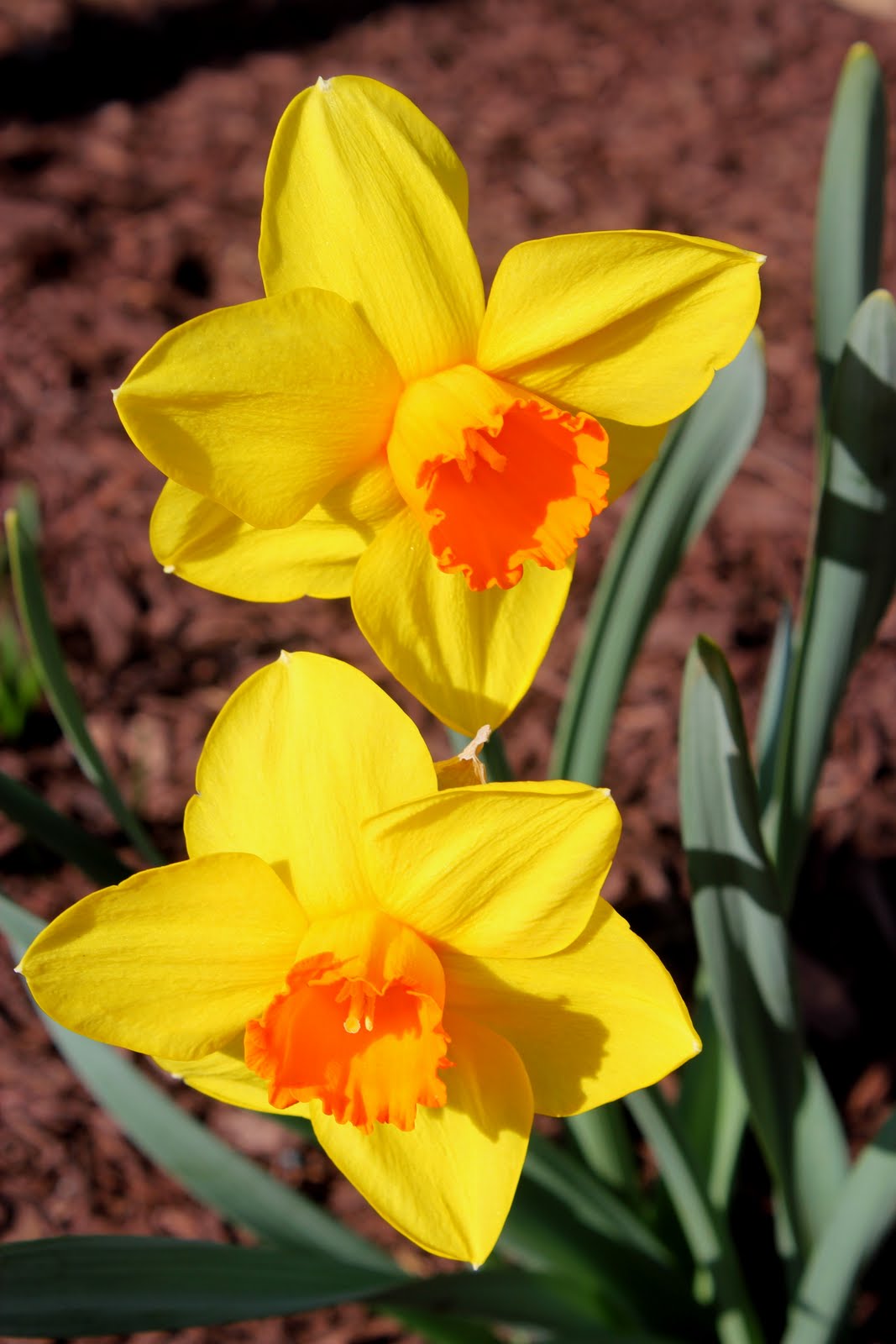 Here and There: SPRING IS HERE, AND FULL OF COLOR!