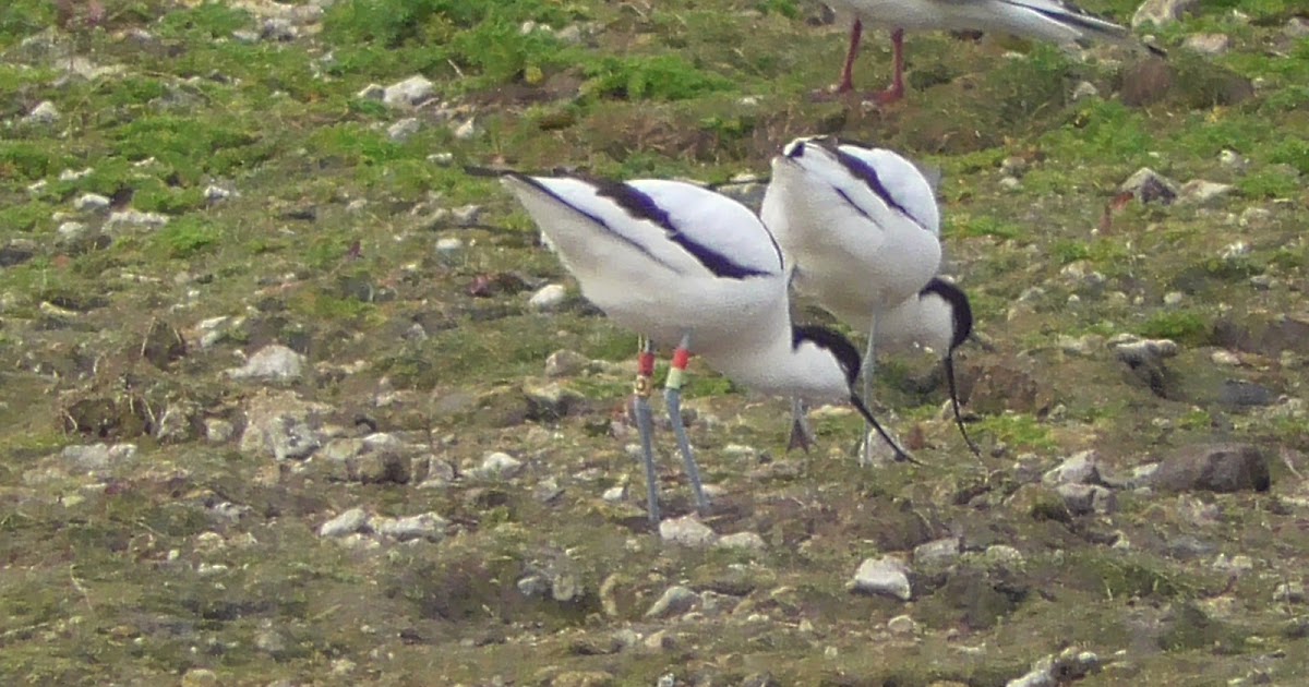 Welcome to North Lancs Ringing Group: Colour Ringed Avocet and Black ...