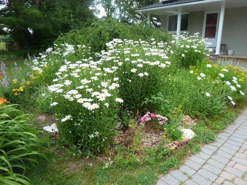 Marlene's Space: Late June Flowers