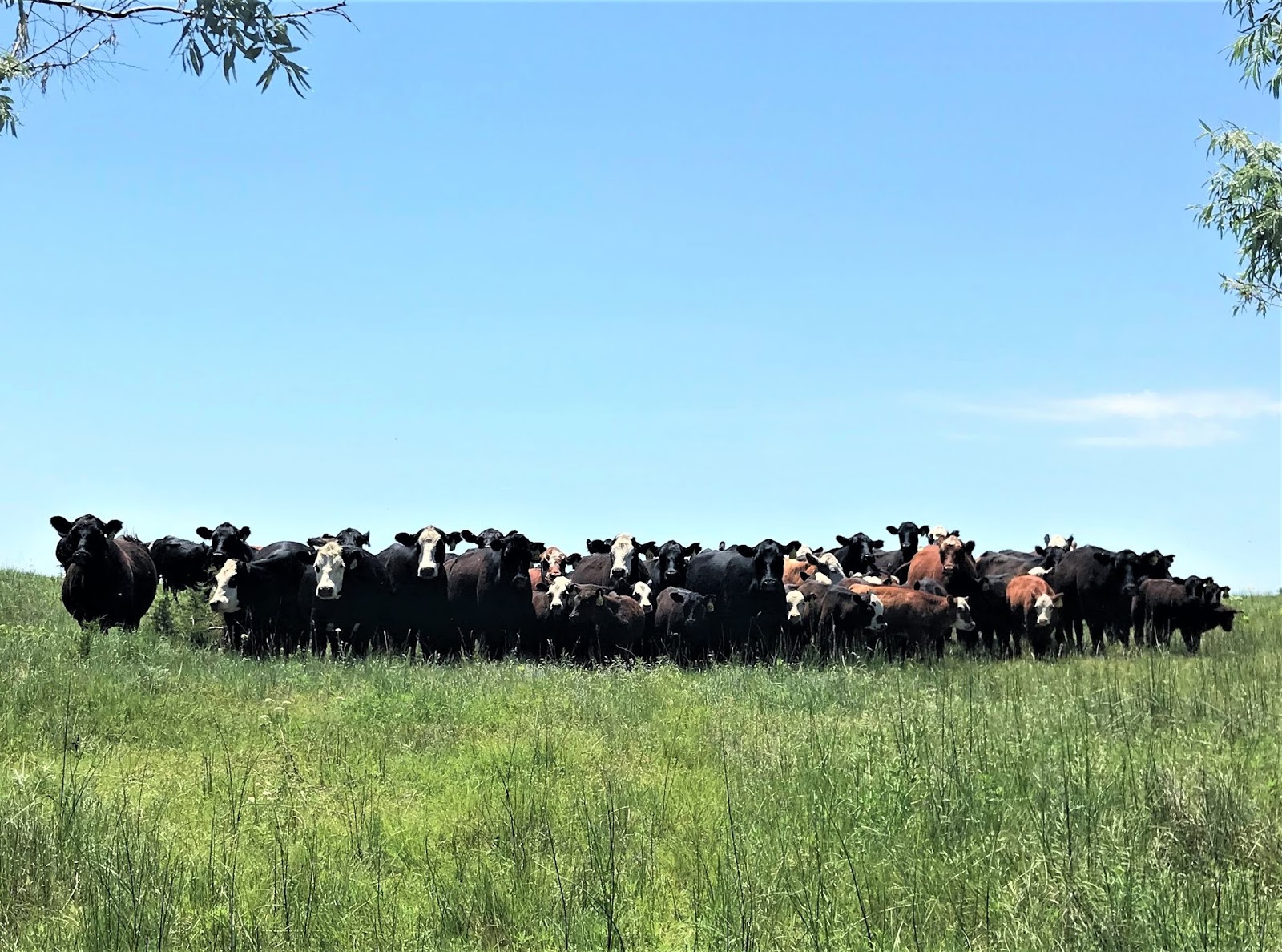 Kim's County Line: County Line Virtual Crop Tour