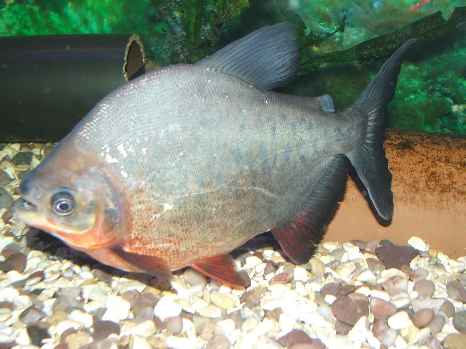 NATURE'S BEAUTY: RED BELLY FISH (Red-Bellied Piranha)