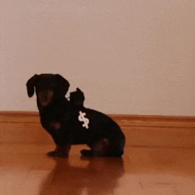 The most funniest gif images of this month - Cambabble USA