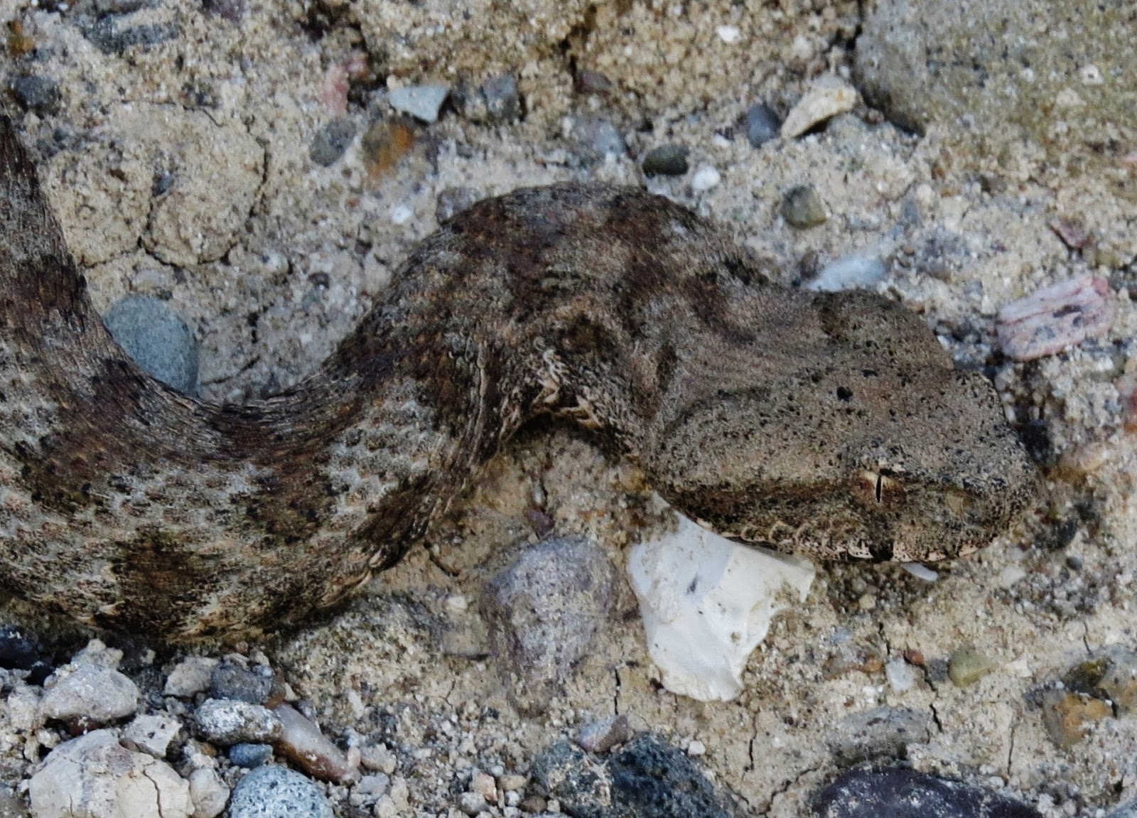 Ερπετά και αμφίβια της Κύπρου - Reptiles and amphibians of Cyprus by ...