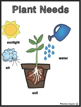 Teacher Candelas: What do plants need to grow?
