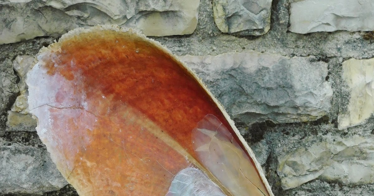 Corfu Blues and Global Views: Pina Shell (Pinna carnea, amber pen shell ...