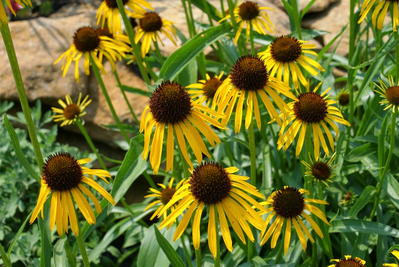 Seminte si plante de gradina hobby: Echinacea