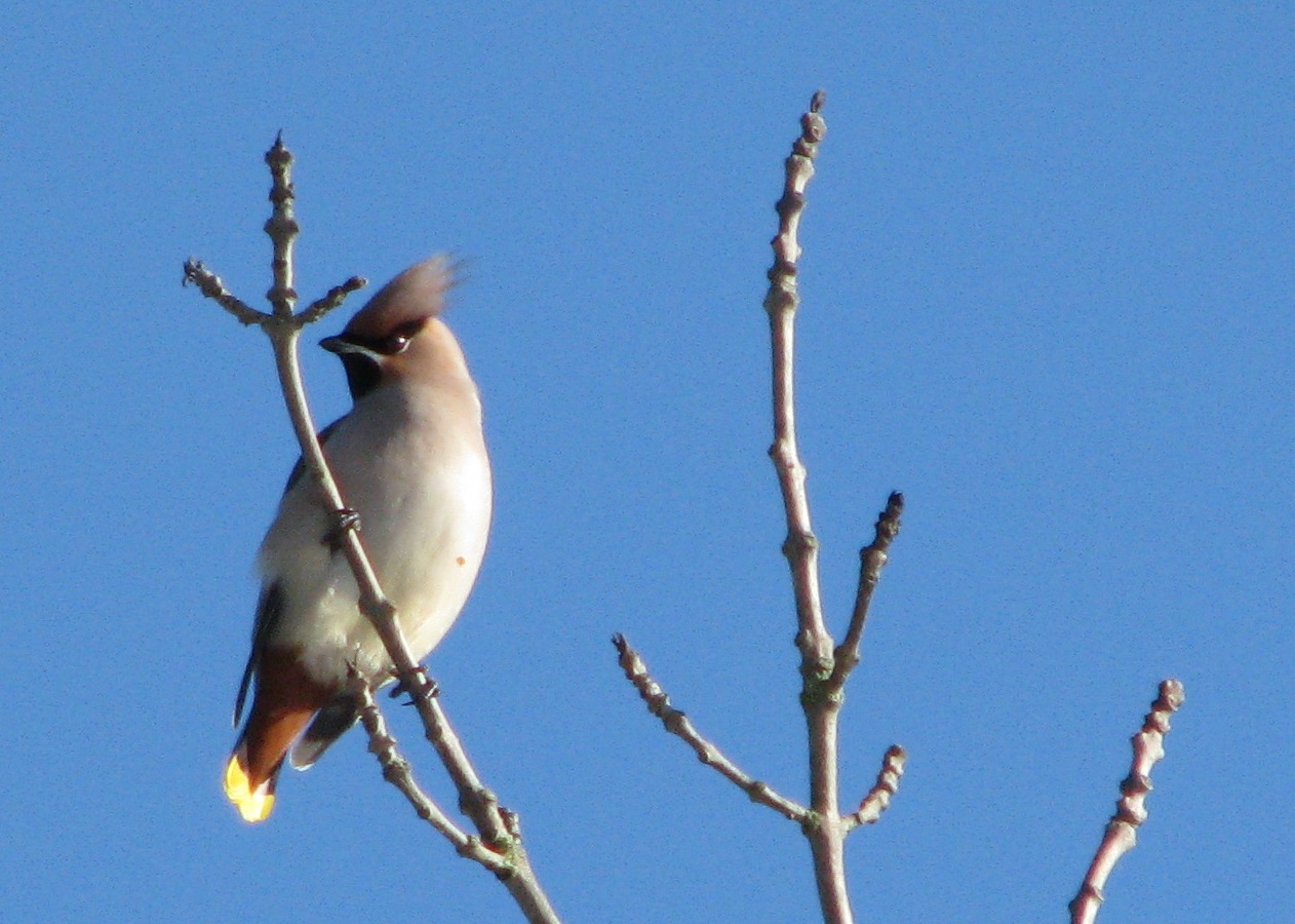 Danun LintuBlogi: Tilhi