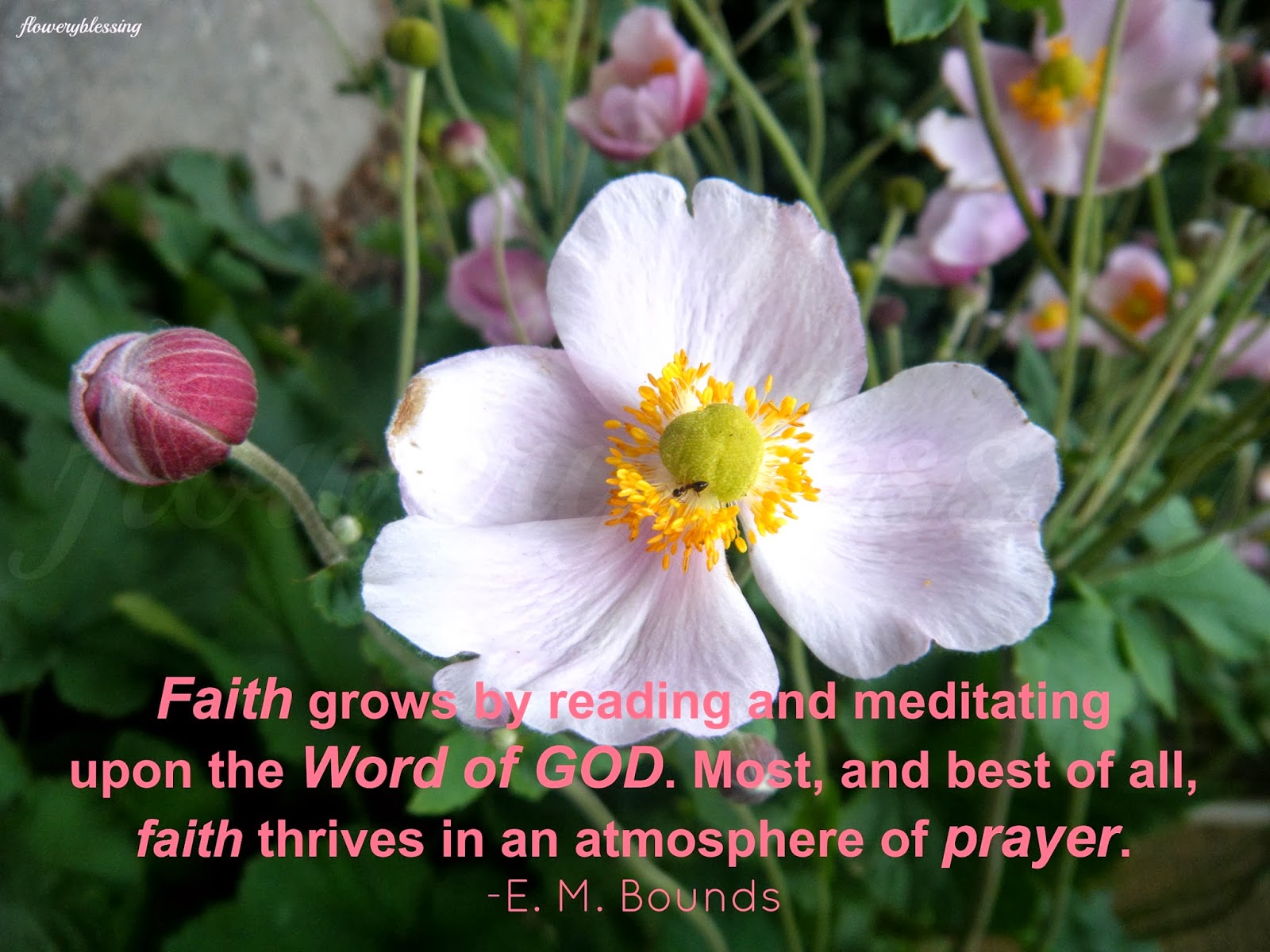Flowery Blessing: Faith grows by reading and meditating upon the Word ...