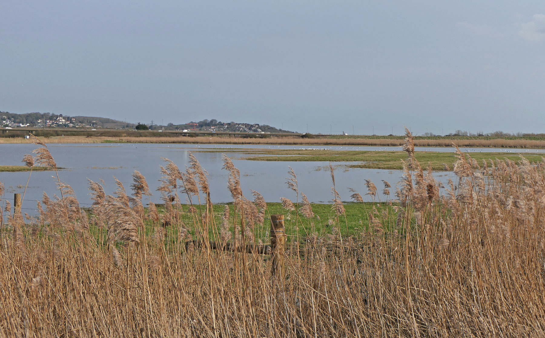 Bowers Marsh walk, February 2021 No. 8