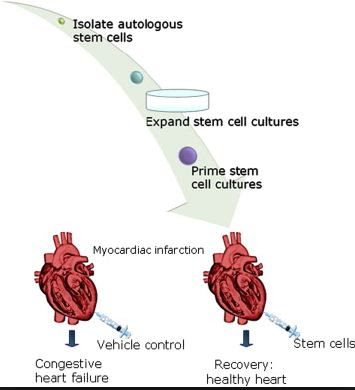 Type Of Myocardiocytes |Genetic Engineering Info