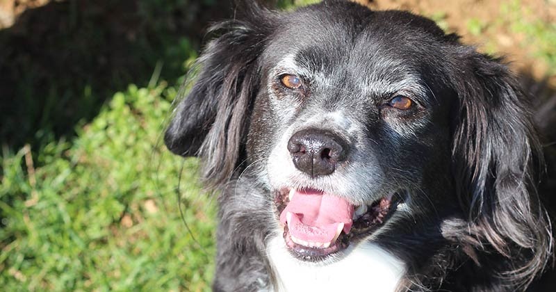 An Easy Way to Put the Spring Back In Your Dog's Step | Sunny Day Family