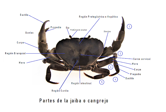Jaiba o Cangrejo de río de la Hispaniola. | Fauna Dominicana