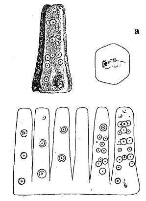 Experimental prehistory & various digressions: Pre-Columbian dice in ...