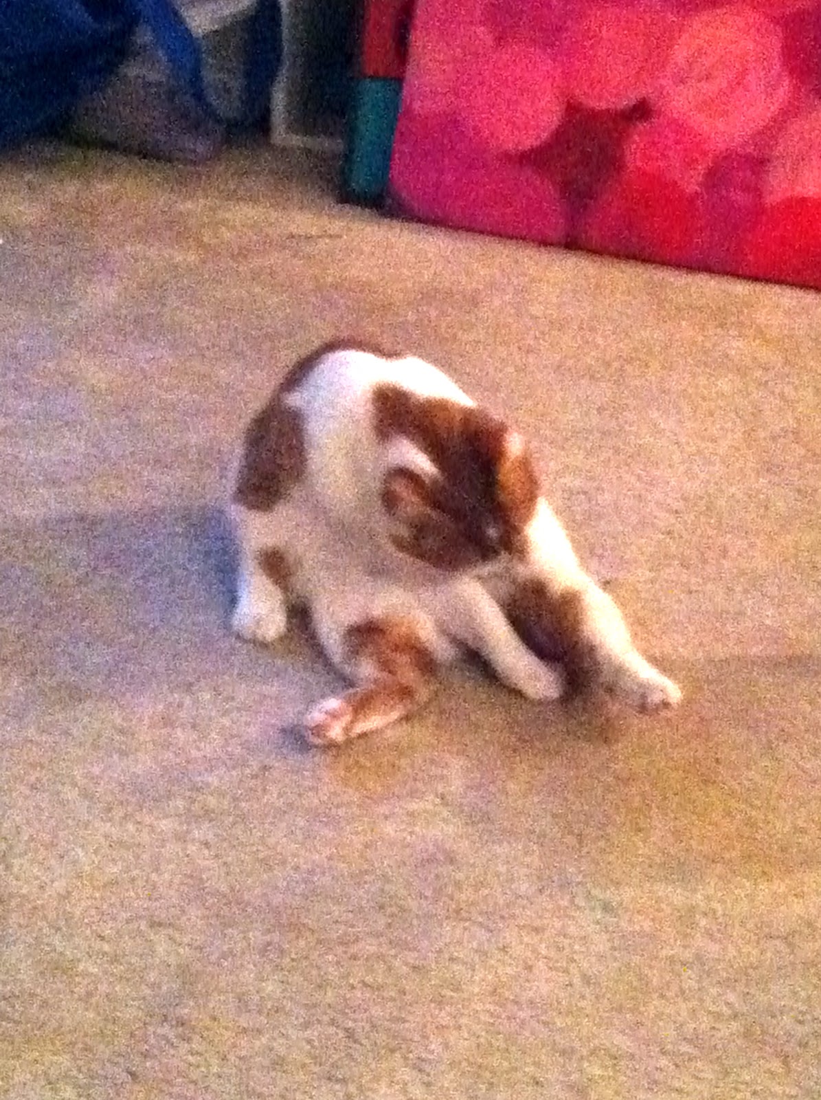 That's What She Said: Meet NUBBINS!!!