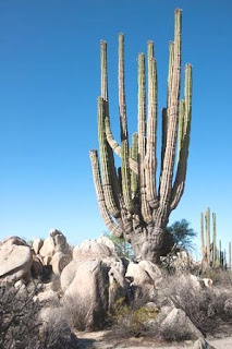 les fruits bios du sud: Le cactus géant et ses bienfaits…