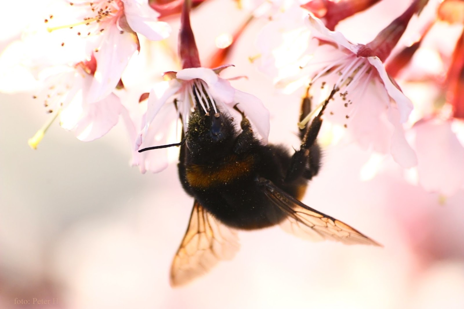 Öregrund free images: Hungrig humla med fingret i syltburken