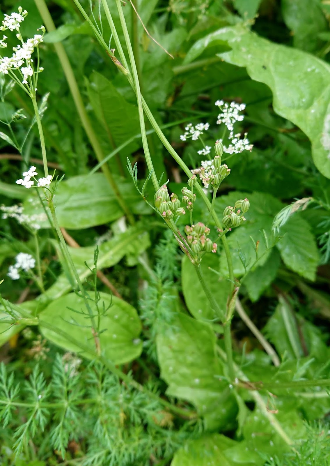 Et gammelt kulturlandskap og vill karve