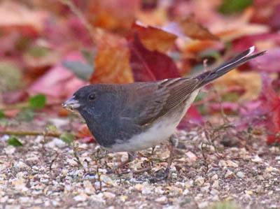 What Do Dark-eyed Juncos Look Like?