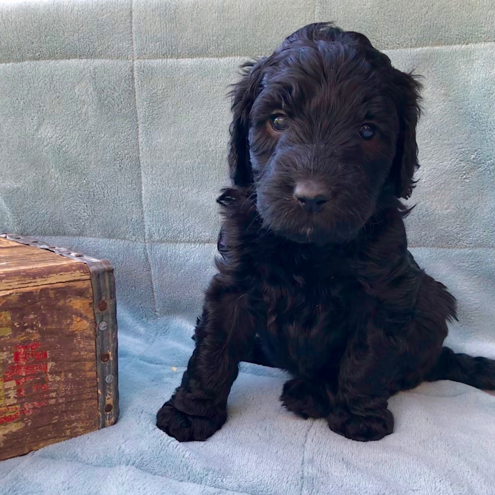 Labradoodles in Oregon