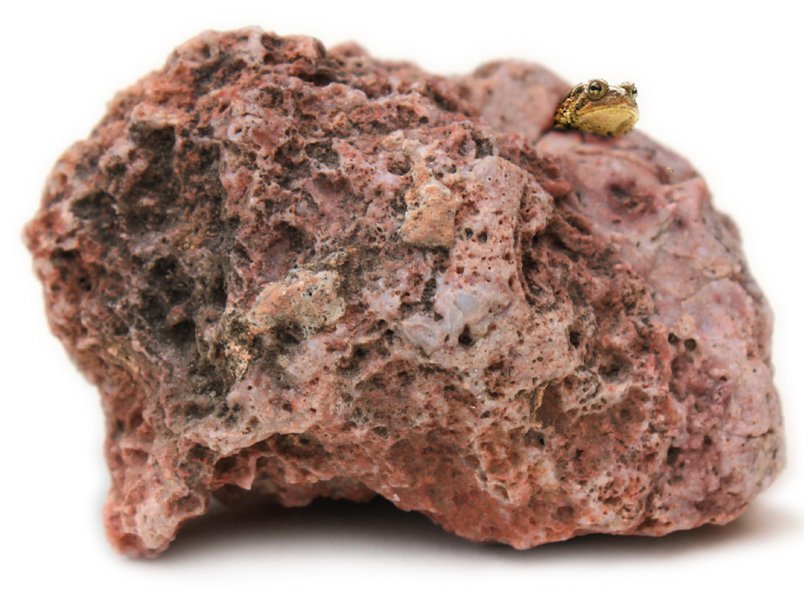 Viewfinder : Stoned toads