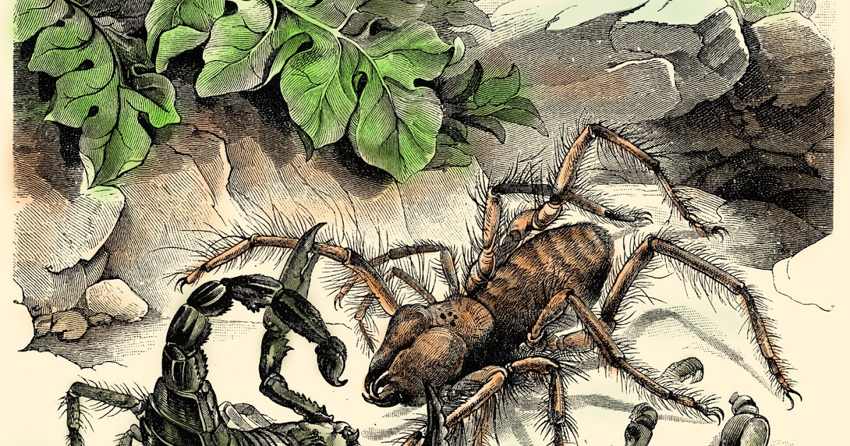 NIGHT OF THE SCORPION