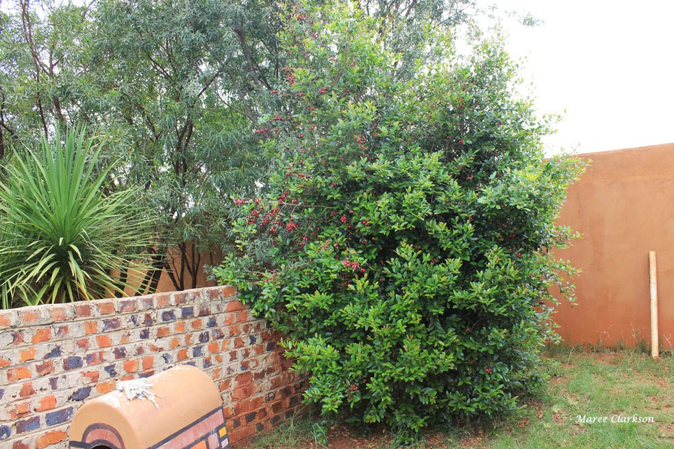 Hedgie's Nature Journal : Food from trees - The Waterberry