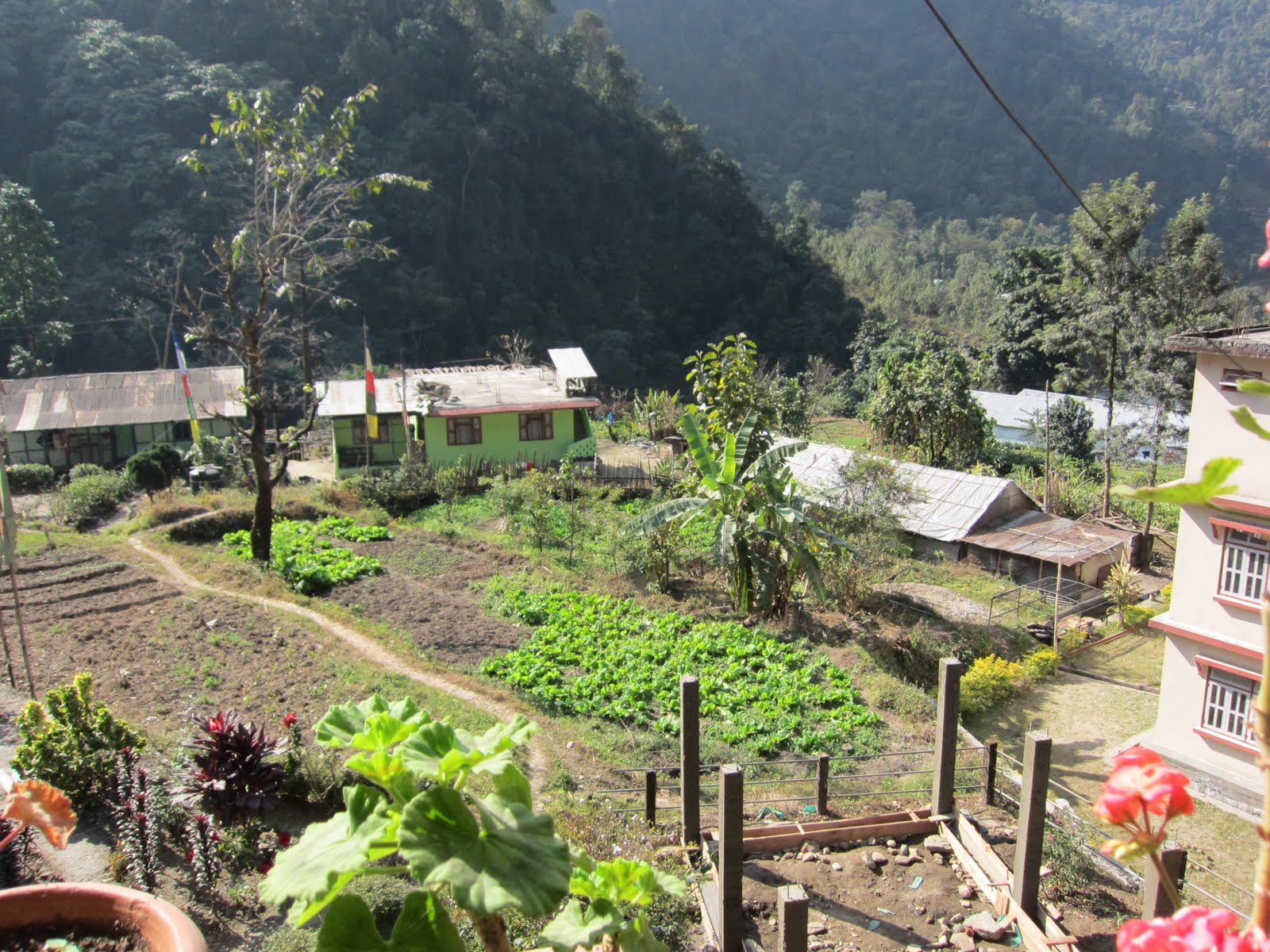 TRAVEL AND TRAVEL IN MINDS & TIMES: BIRDS OF PANGOLAKHA ( SIKKIM , INDIA )