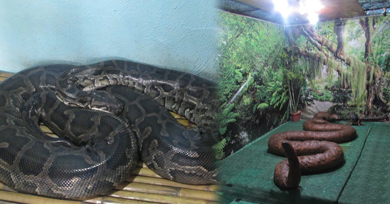Philippine's Largest Python In Captivity - Tips and Treats