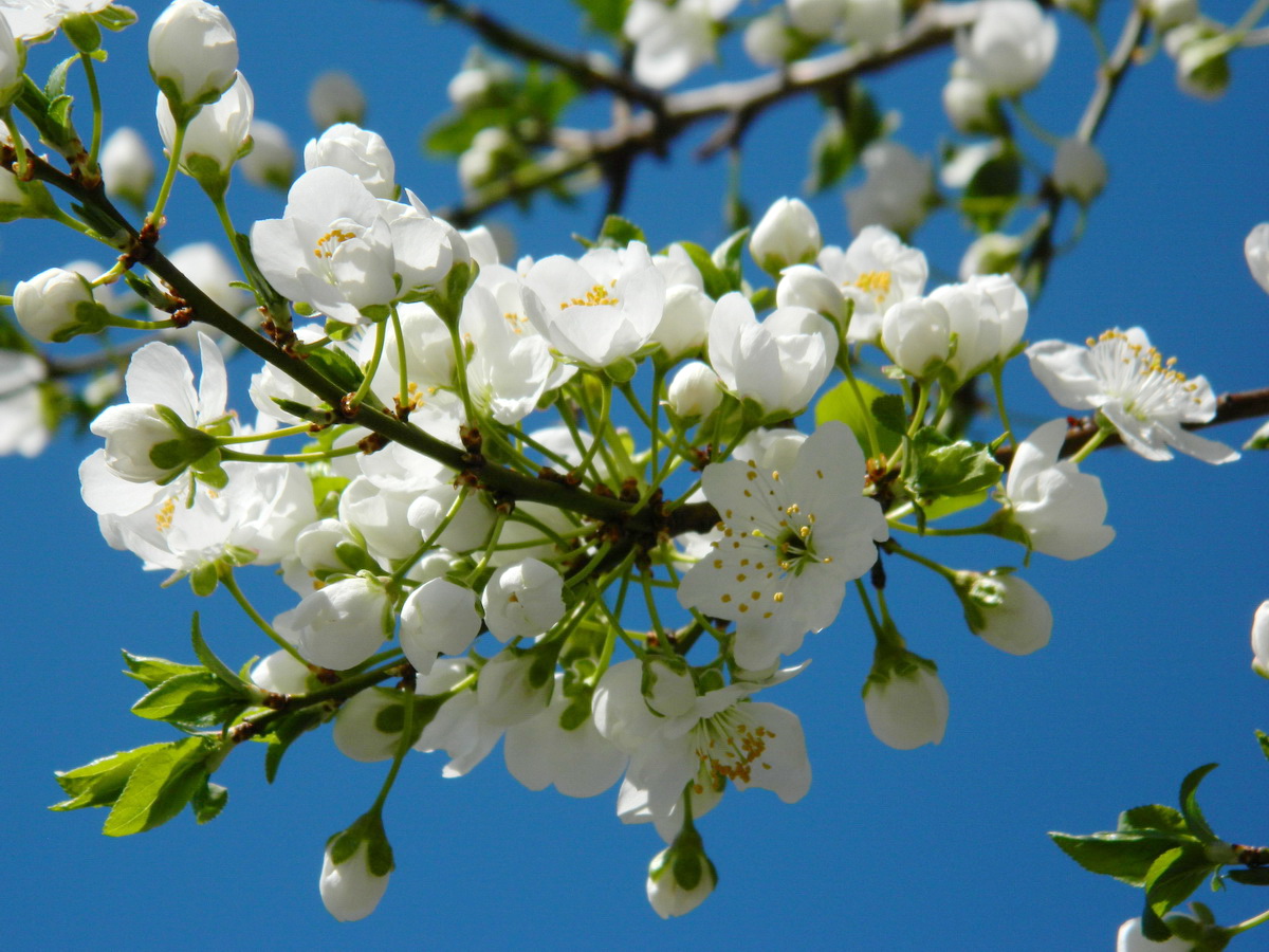 LA MULTI ANI, ROMANIA!: Pom inflorit cu flori albe