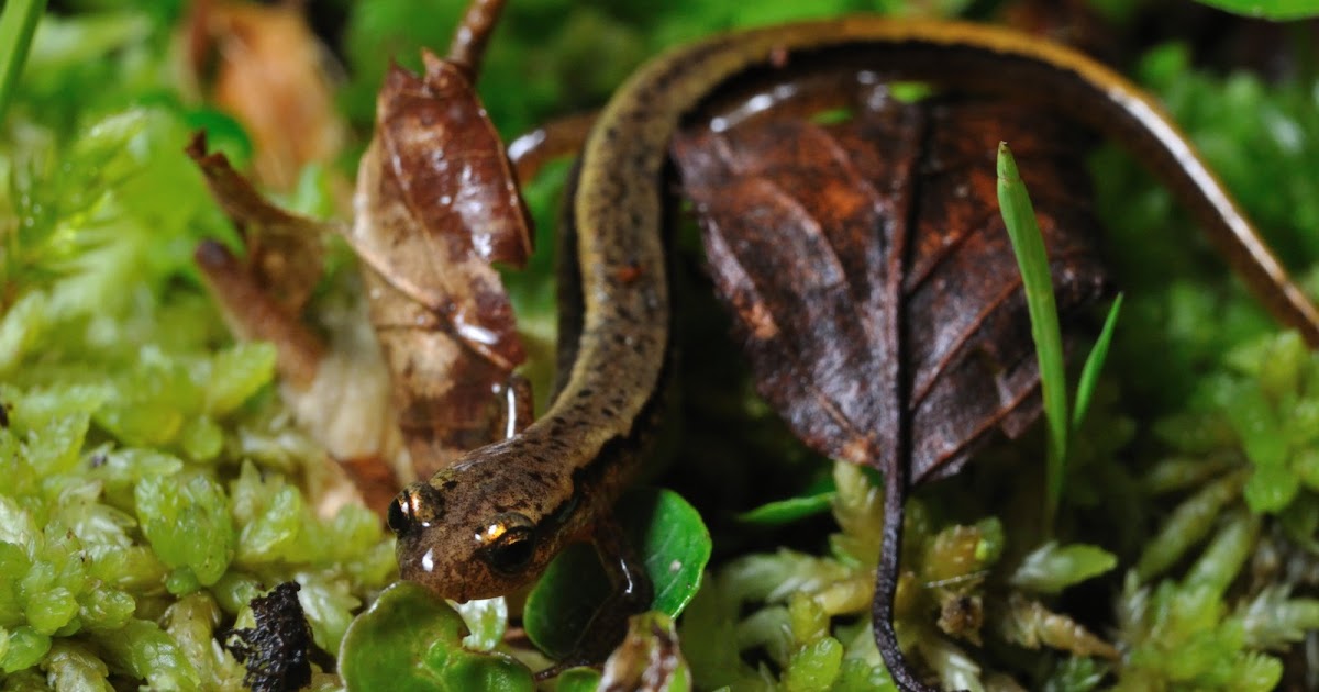Shenandoah NP Salamanders | the pace of nature