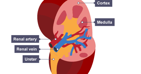 IGCSE Biology: Structure of the kidney