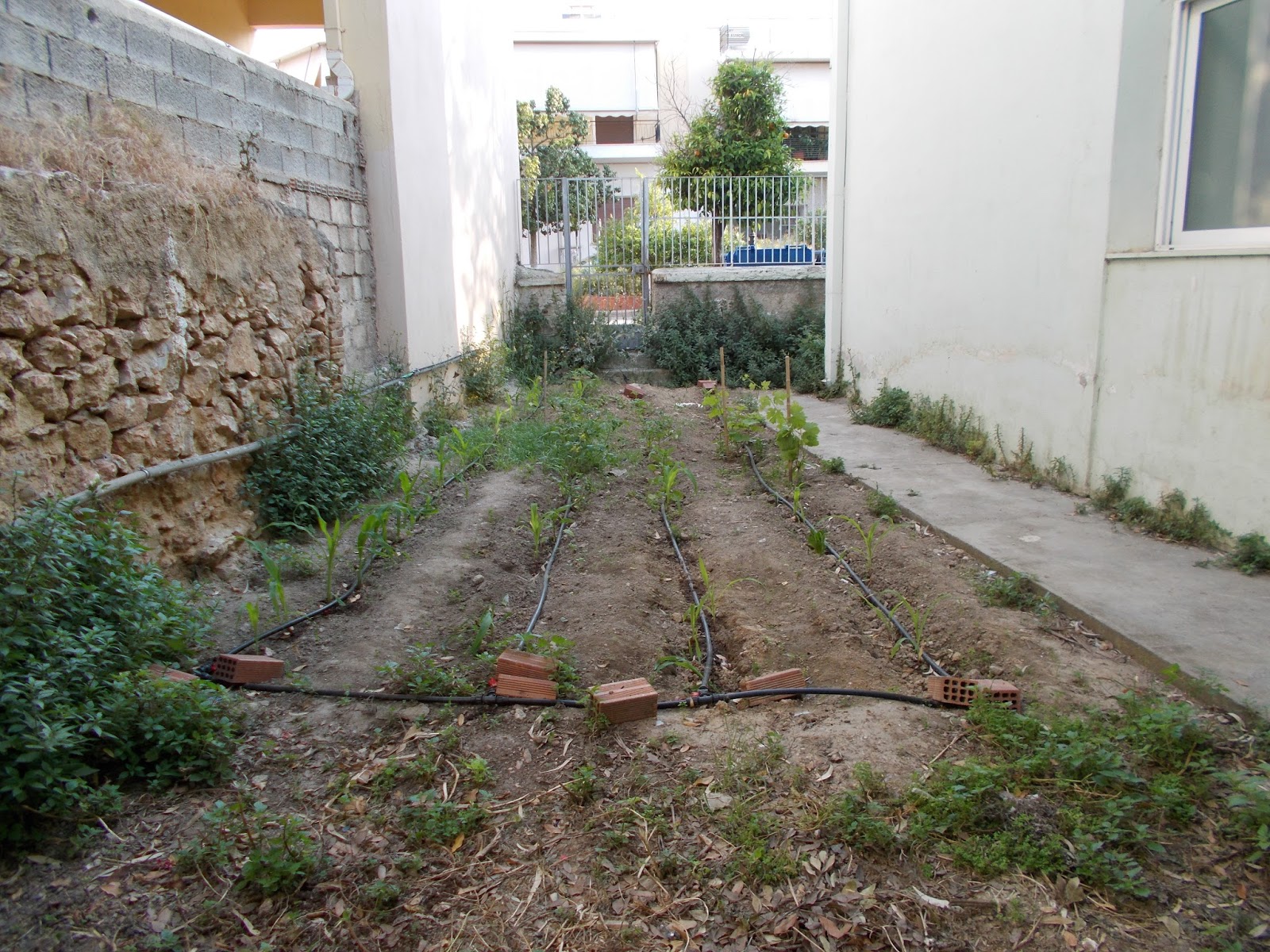 ΣΧΟΛΙΚΟΙ ΛΑΧΑΝΟΚΗΠΟΙ : ΟΙ ΚΗΠΟΙ ΤΩΝ ΣΧΟΛΕΙΩΝ ΤΗΣ Δ/ΣΗΣ Β/ΘΜΙΑΣ ΕΚΠ/ΣΗΣ ...