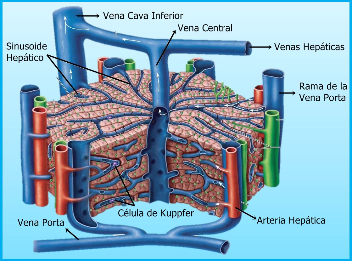 Hígado ~ Biopsicosalud